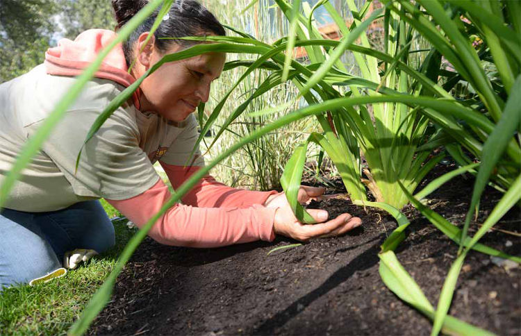 Summer Plant Relocation: Essential Guidelines for Success