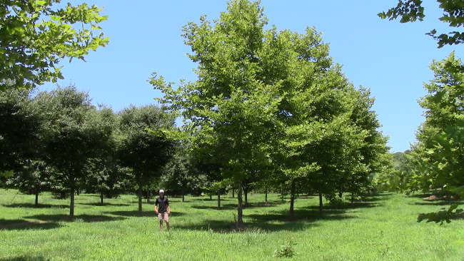 Getting Started with Big Tree Landscaping - A Short Guide