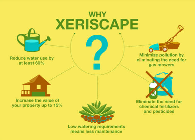 Xeriscape Plants - The Sustainable Landscape of the Future is Here