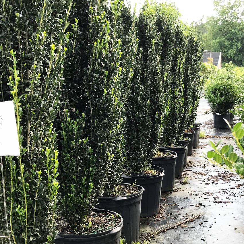 Lisbon in Stock Gallery - Country Springs Wholesale Nursery